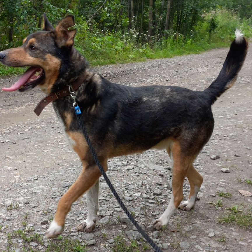 Собака Арчик