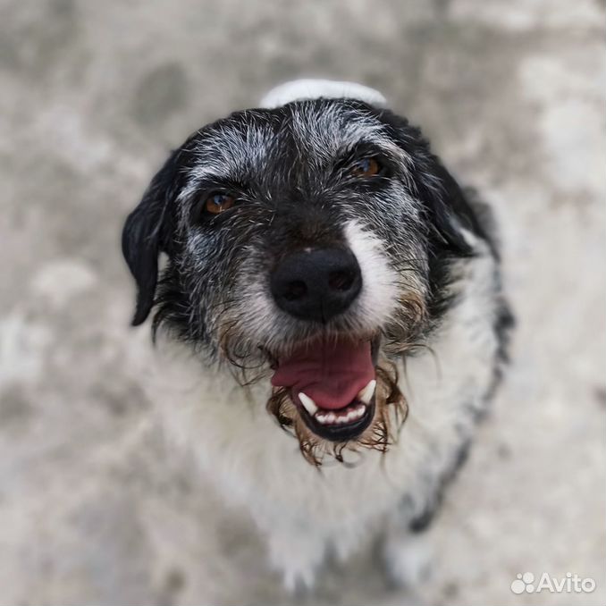 Гретта ищет любящих хозяев