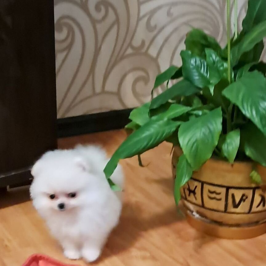 Померанский шпиц, щенок