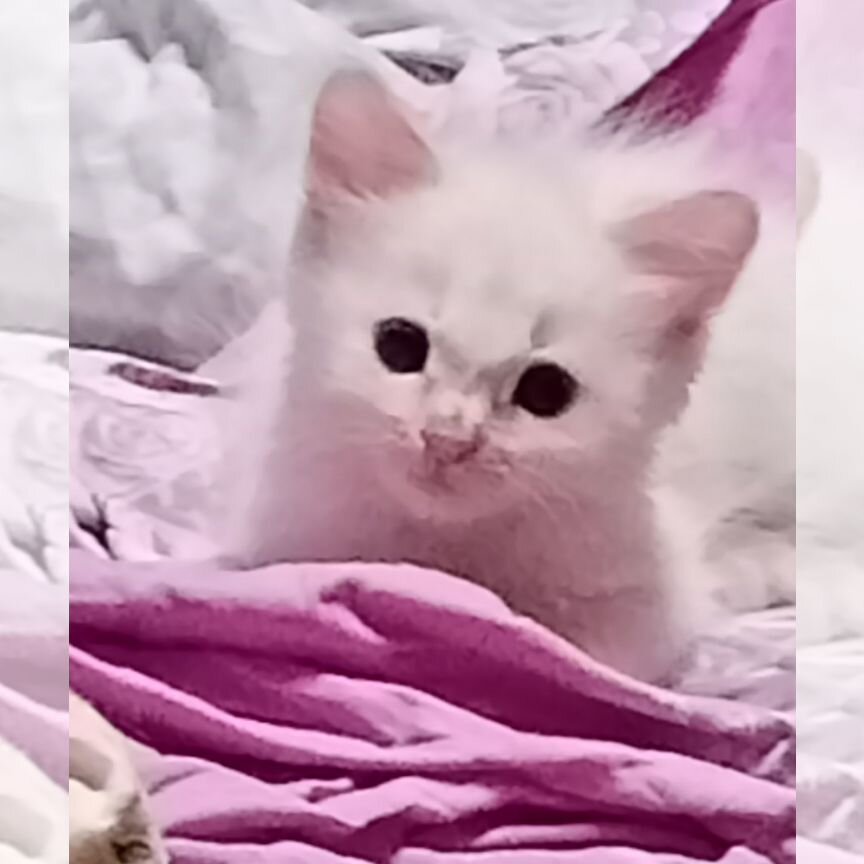 Котята