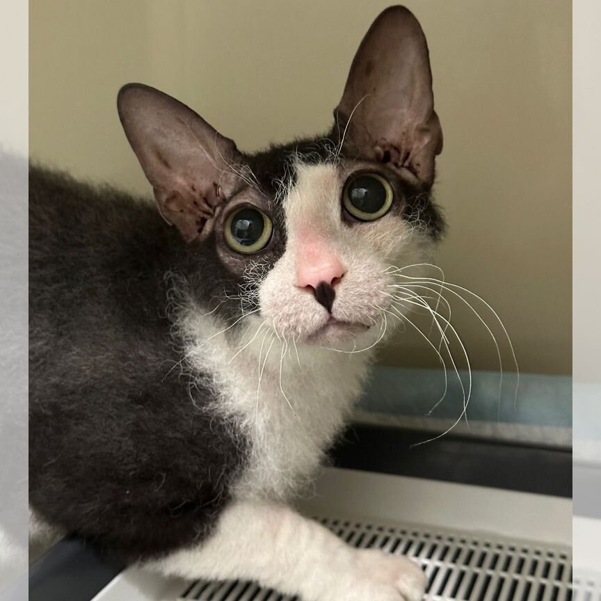 Канадский сфинкс, взрослая кошка