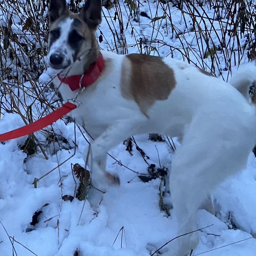 Грею нужен дом