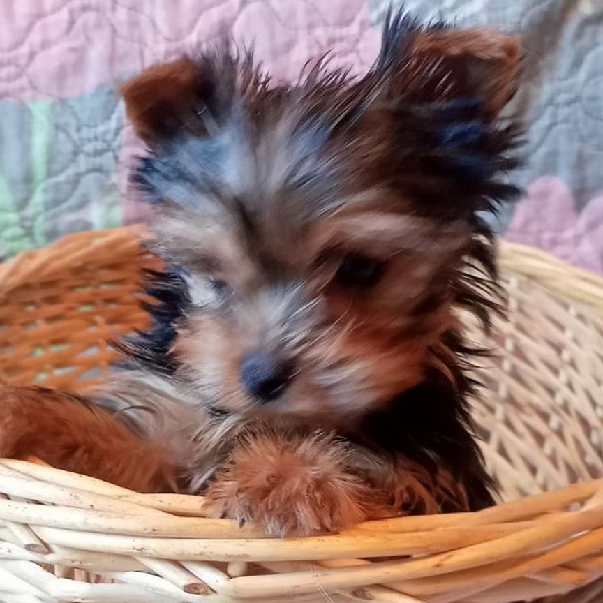 Йоркширский терьер, щенок