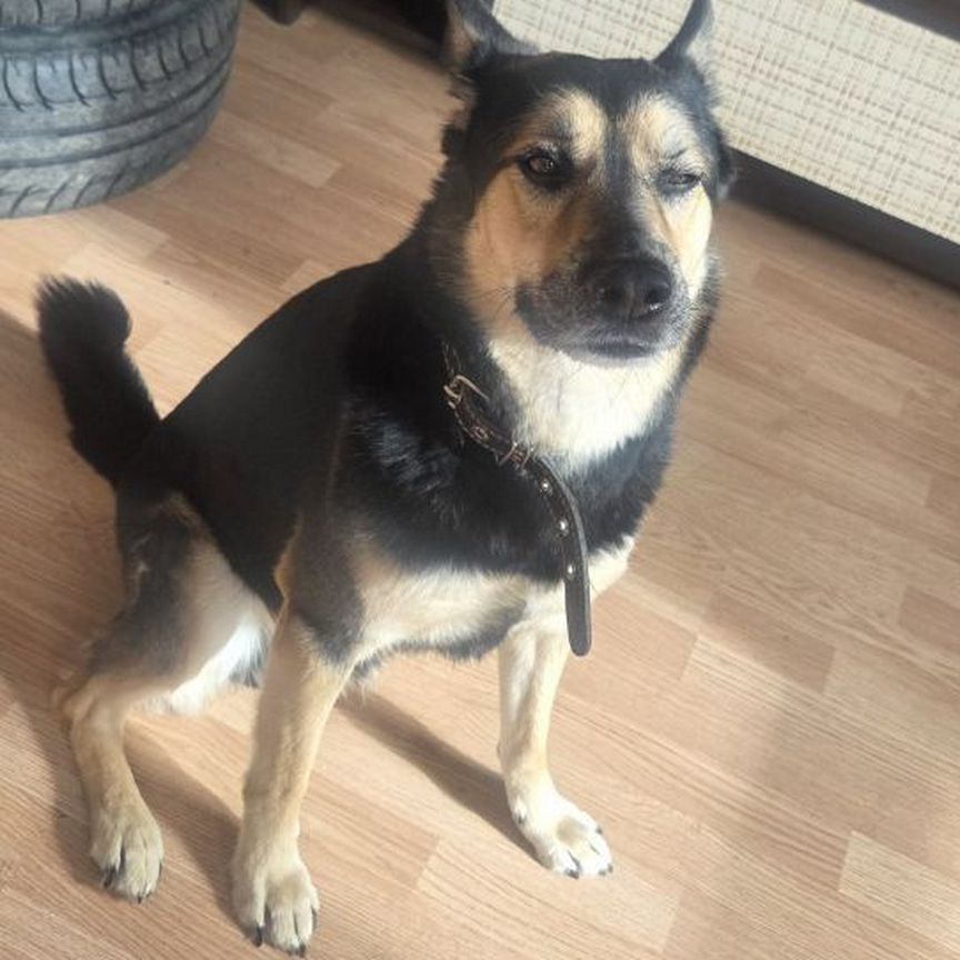 Взрослый пёс в добрые руки