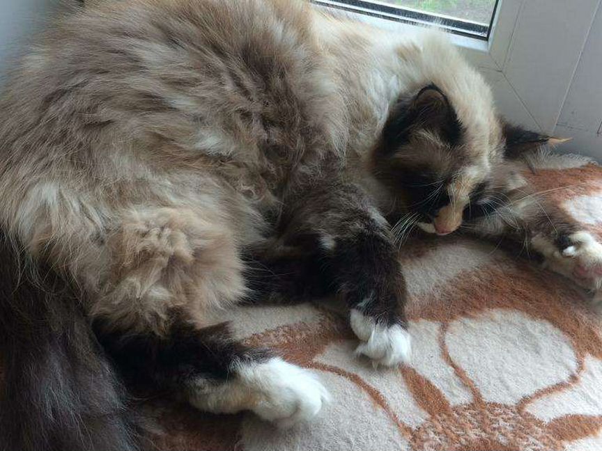 Отдам в добрые руки