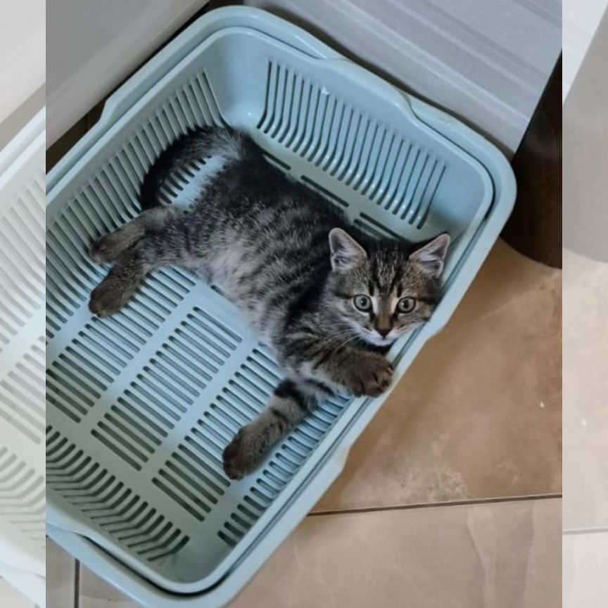 Котик в добрые руки