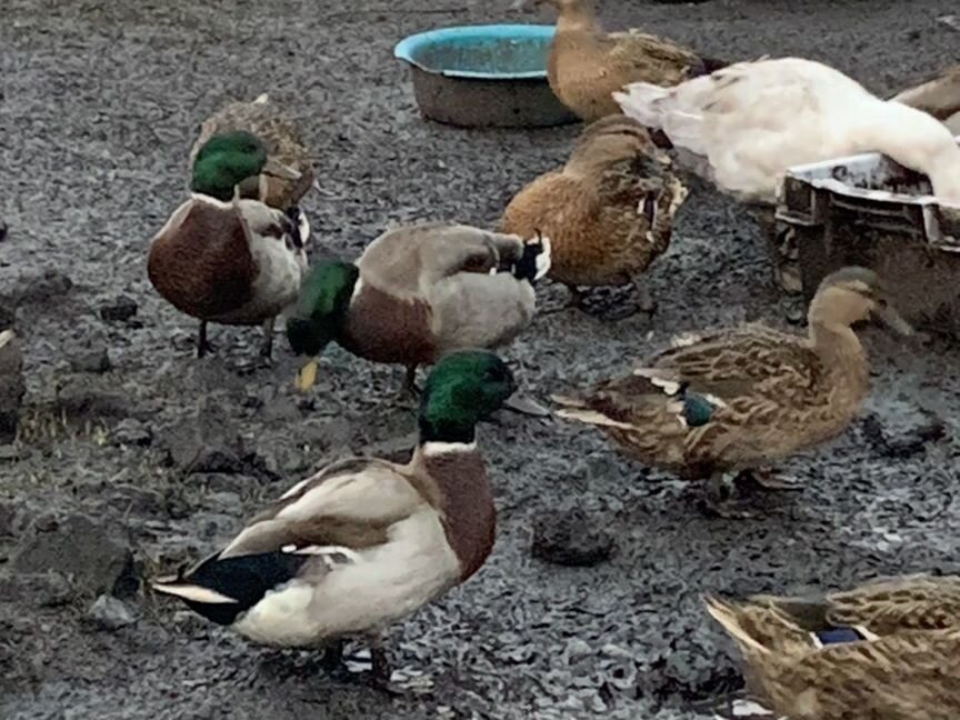 Подсадные утки