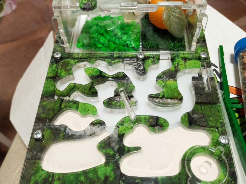 Муравьиная ферма / формикарий