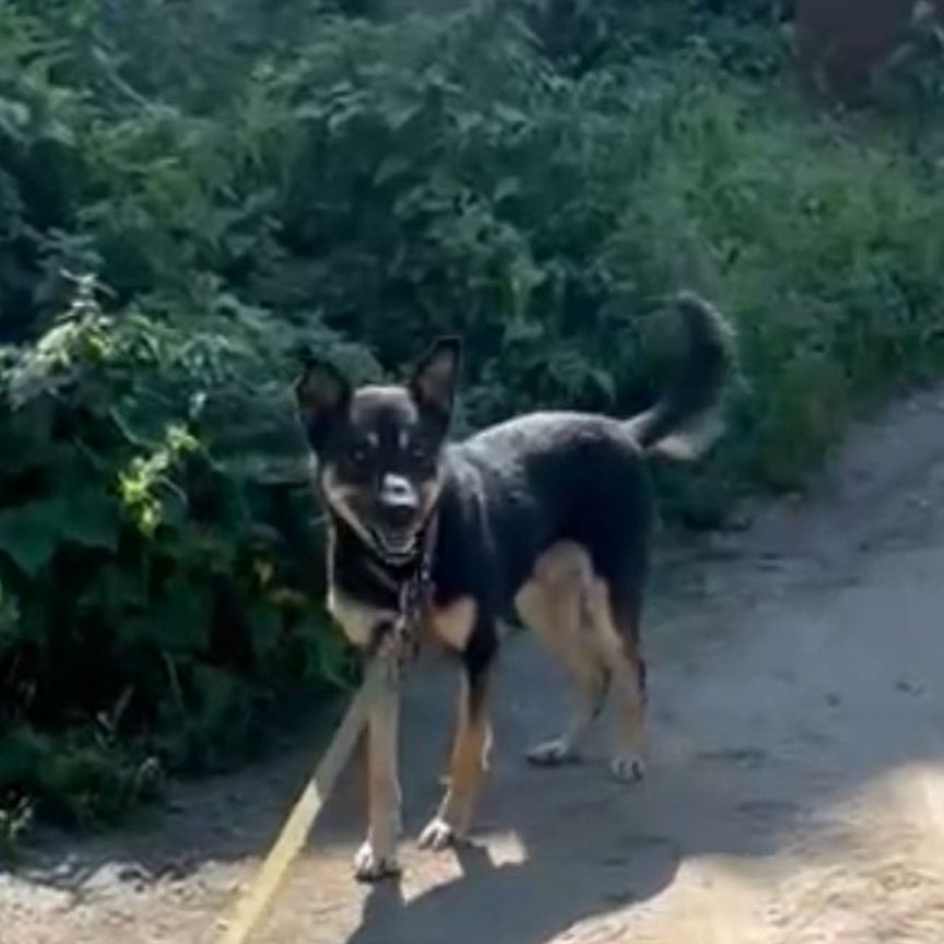 Собачка ищет дом