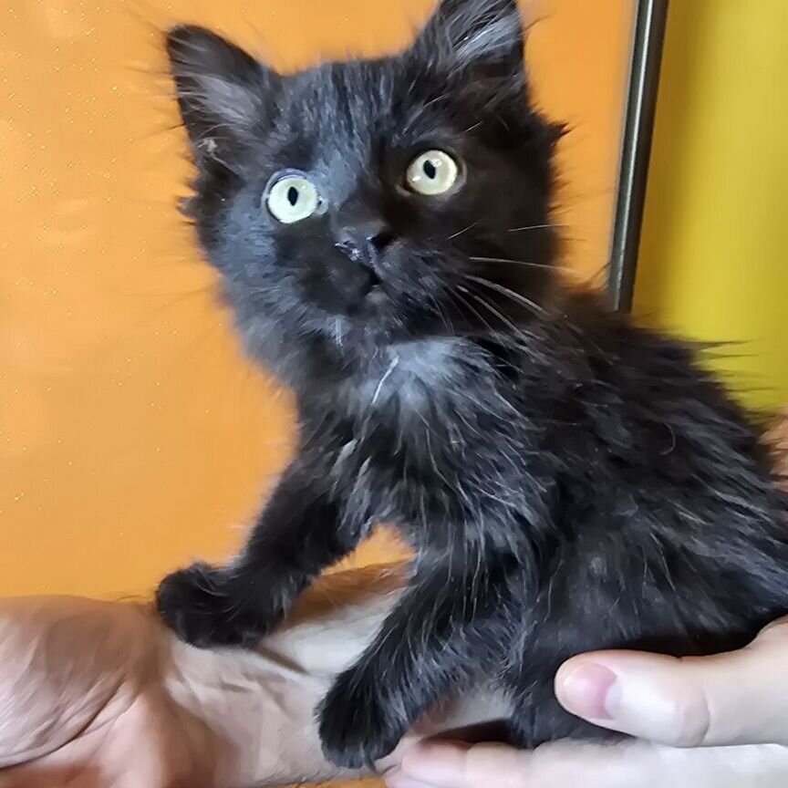 Черная кошечка в хорошие руки