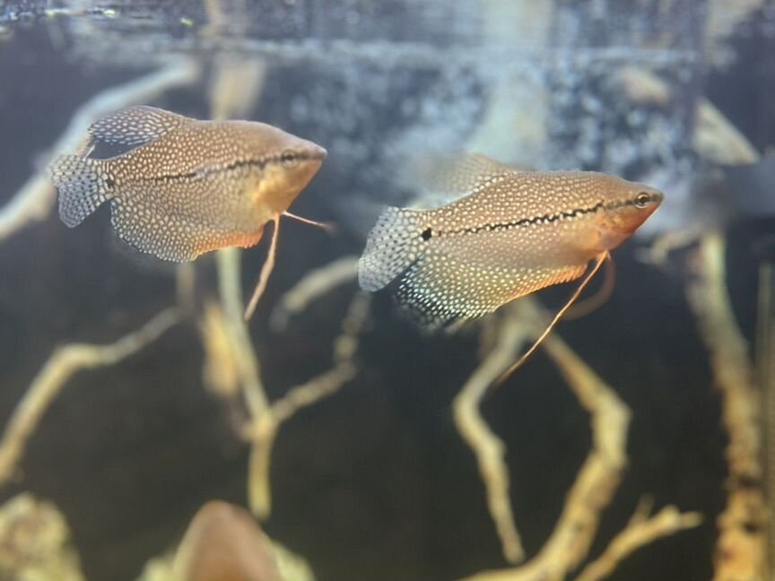 Гурами жемчужный самцы