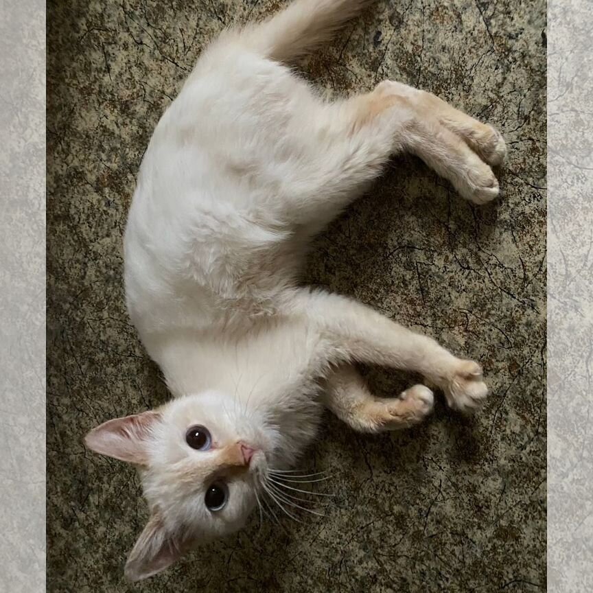 Тайская кошка, взрослая