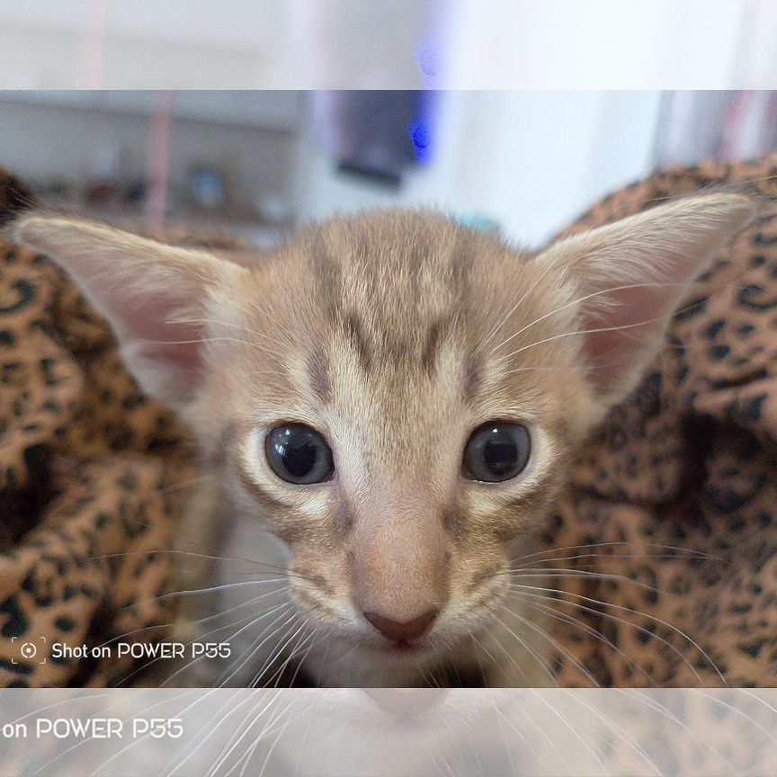 Котёнок ориентал