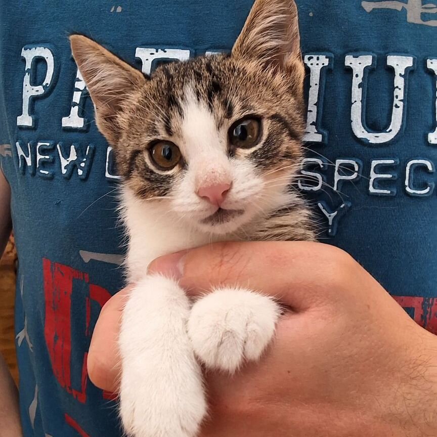 Котята в добрые руки бесплатно