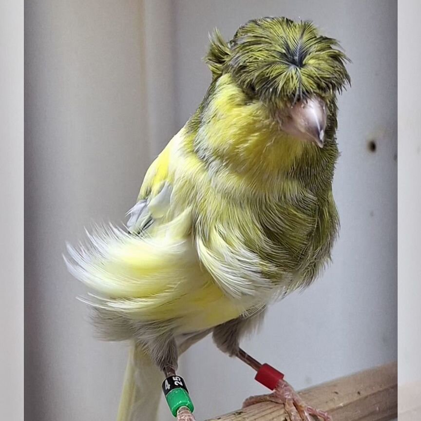 Канарейка самка