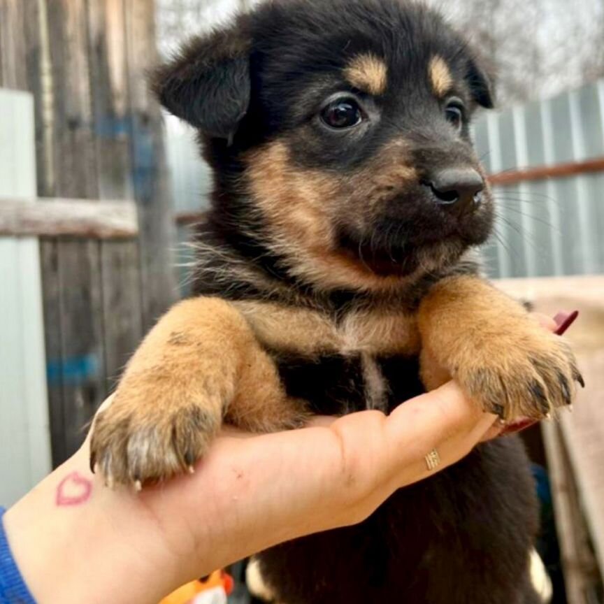 Щенок в добрые руки