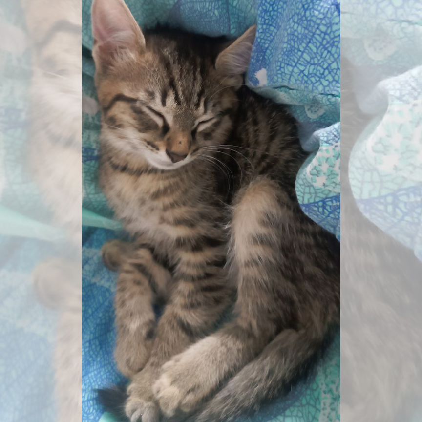 Котёнок в добрые руки