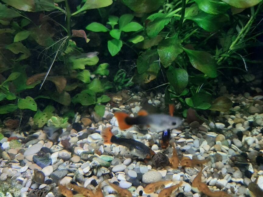 Гуппи кои набор