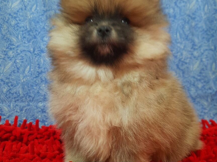 Шпиц соболек мальчик