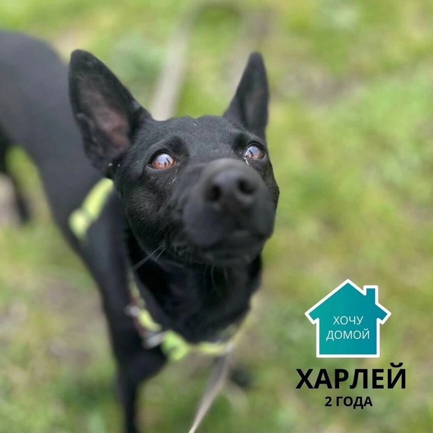 Харлей - маленький весельчак