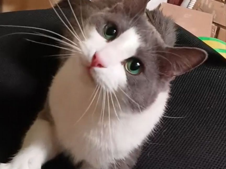 Котенок кастрированный умный