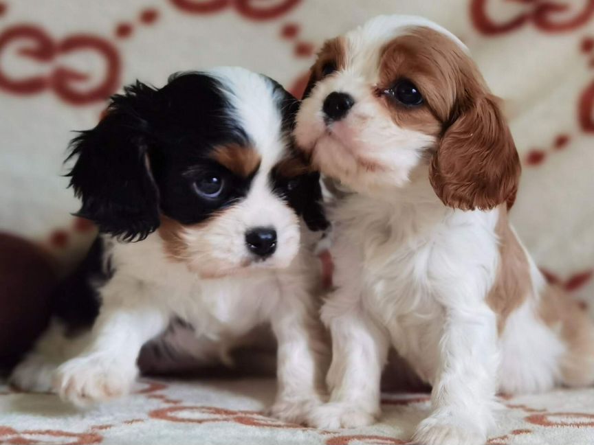 Девочки кавалерочки