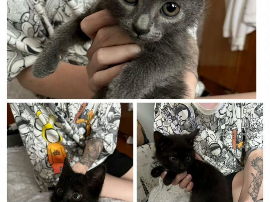 Котята в добрые ручки