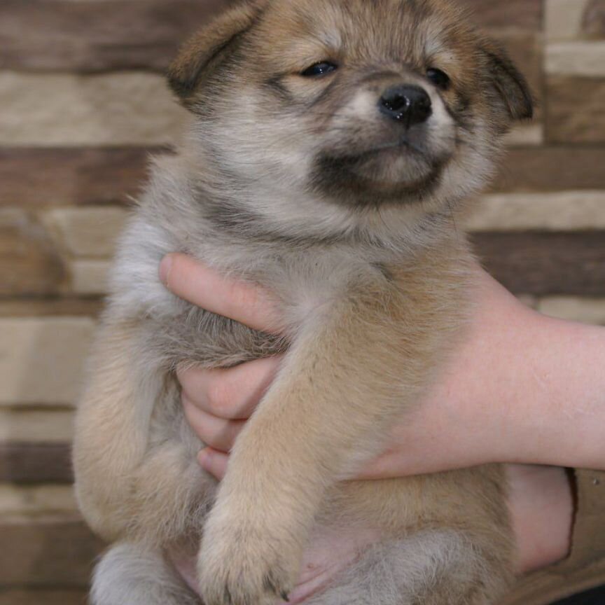 Щенки