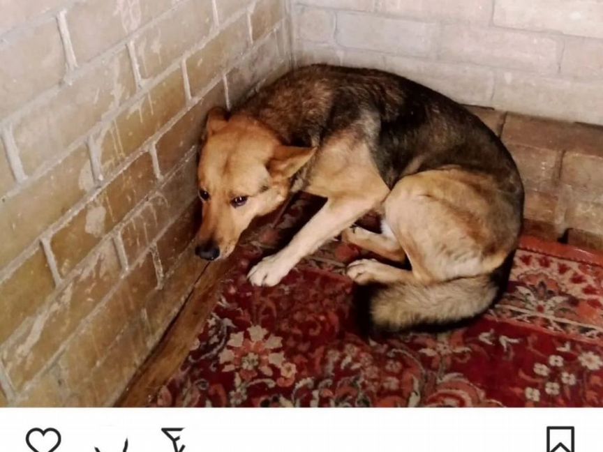 Собака плачет