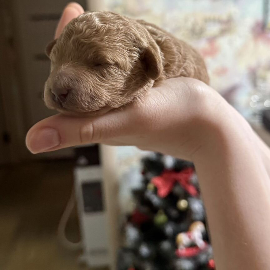 Той-пудель, щенок