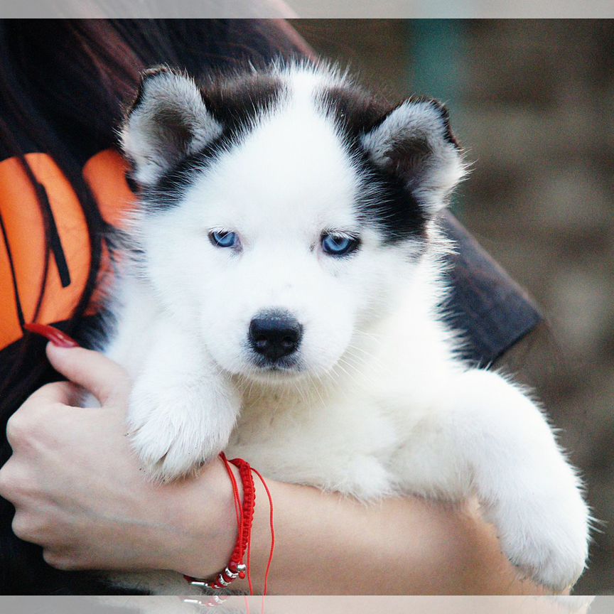 Сибирский хаски, щенок