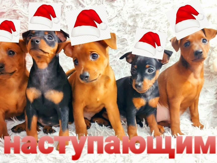 Щенки цвергпинчера