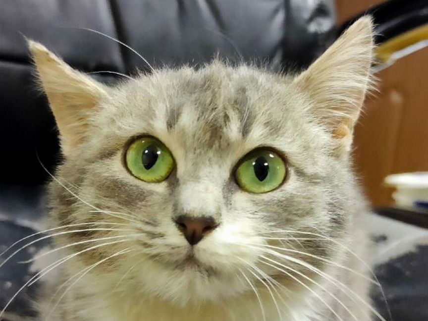 Котенок 4 мес Кошка