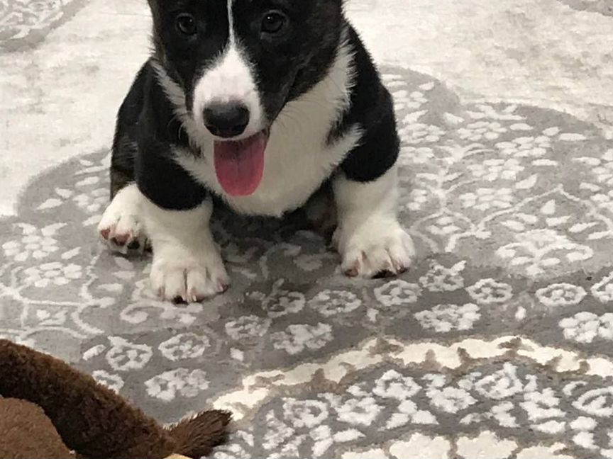 Продам щенков Корги Кардиган