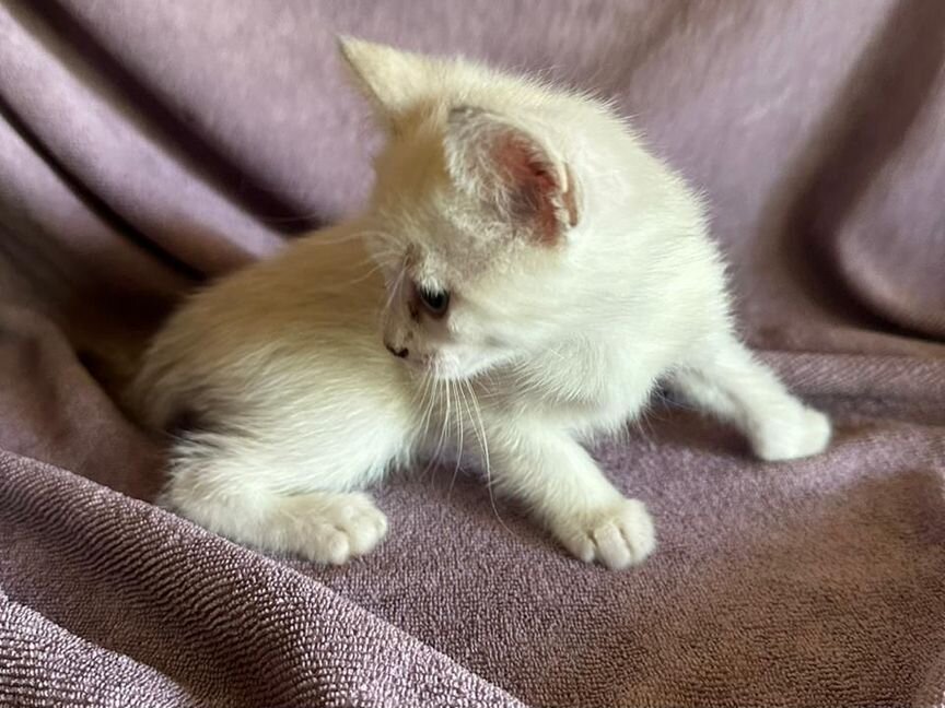 Котята в добрые руки бесплатно