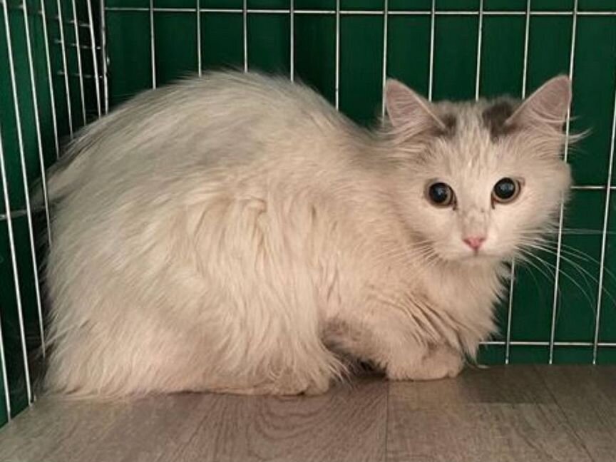 Есть 5 дней для поиска дома пушистой кошки в дар
