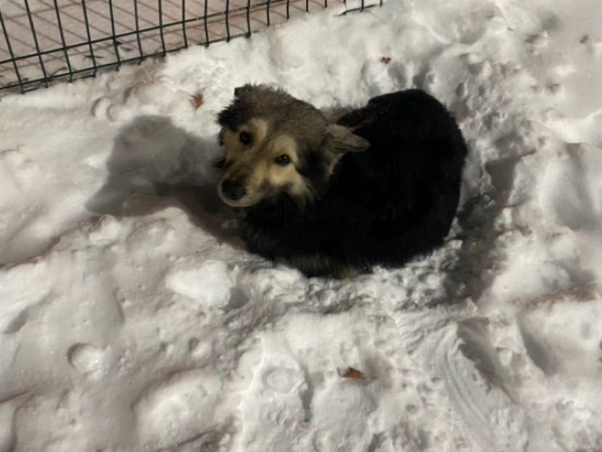 Ласковая и преданая собака. пес вуфи