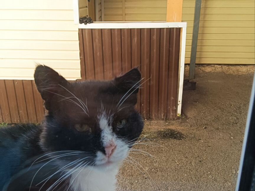 Кот в добрые руки