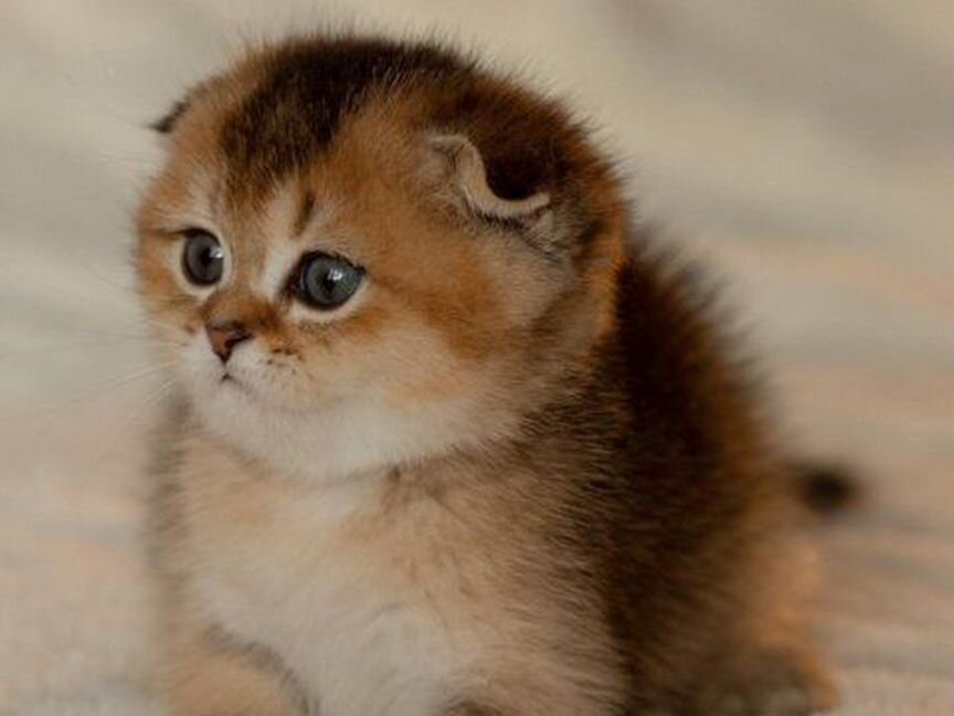 Черное и шоколадное золото,вислоухие и прямоухие