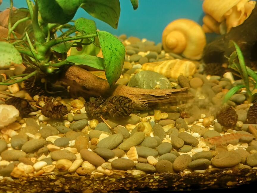 Улитки ампулярии