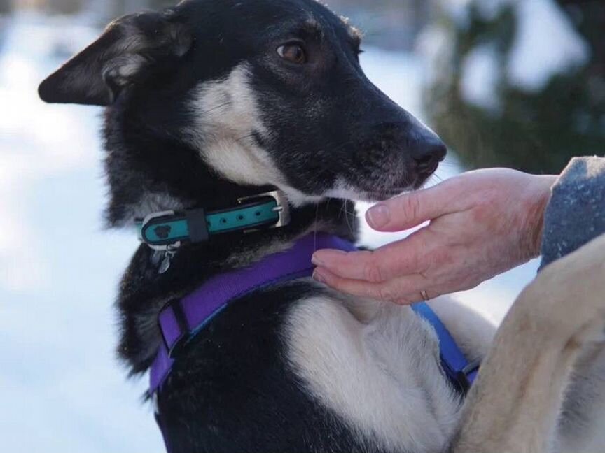 Собака в добрые руки