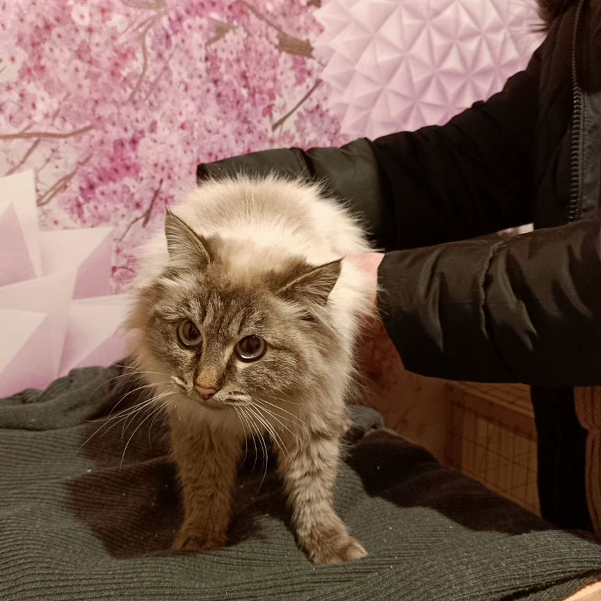 Невская маскарадная кошка найдена