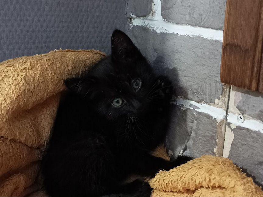 Кошка