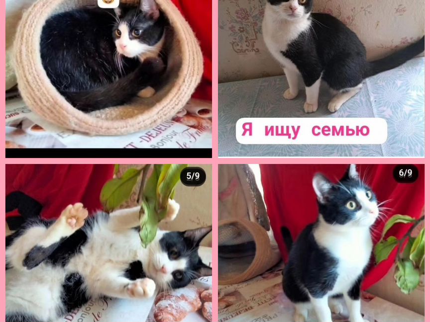 Котята в добрые руки