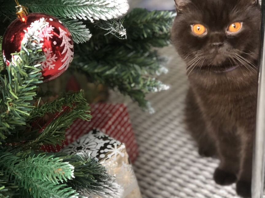 Британский кот вязка