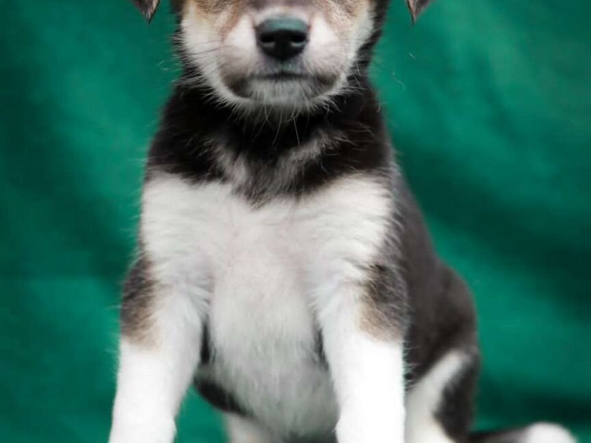 Хорошенькая девчоночка 1.5 месяца бесплатно