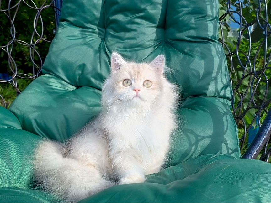 Британский котик Голубое золото, 3.5 мес