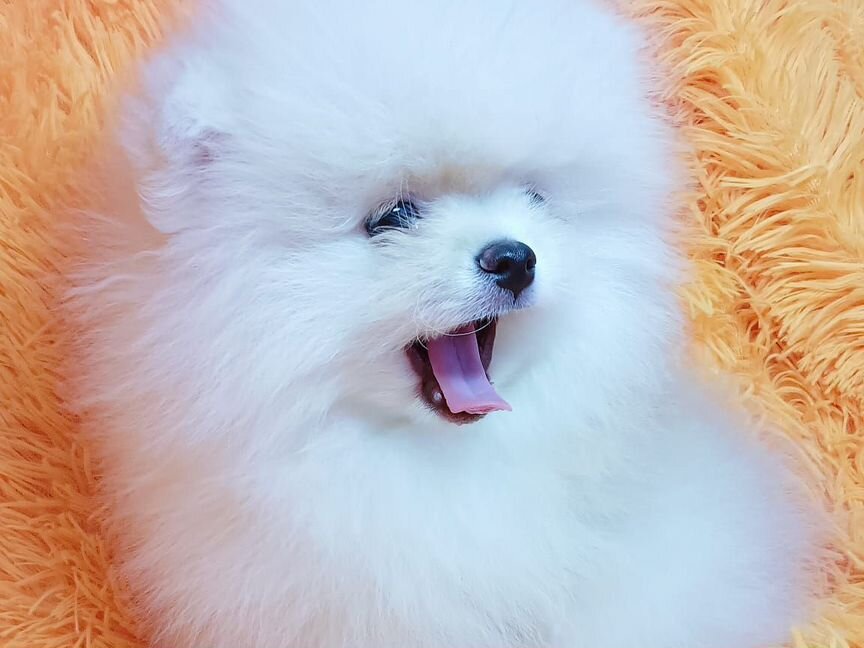 Шпиц" Тип мишка"мини и super мини