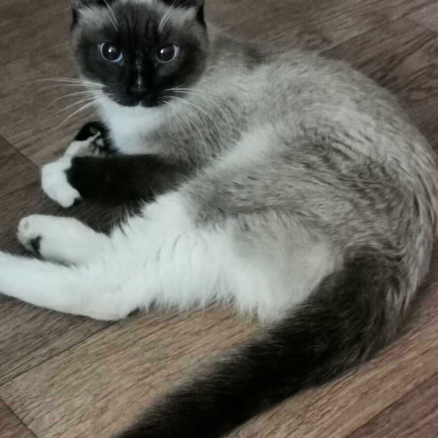 Кошка в добрые руки, бросили, добрая ласковая