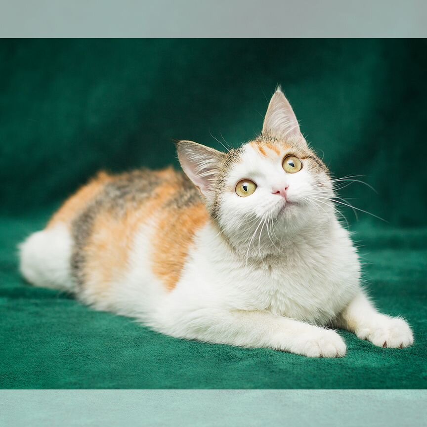Котёнок из приюта